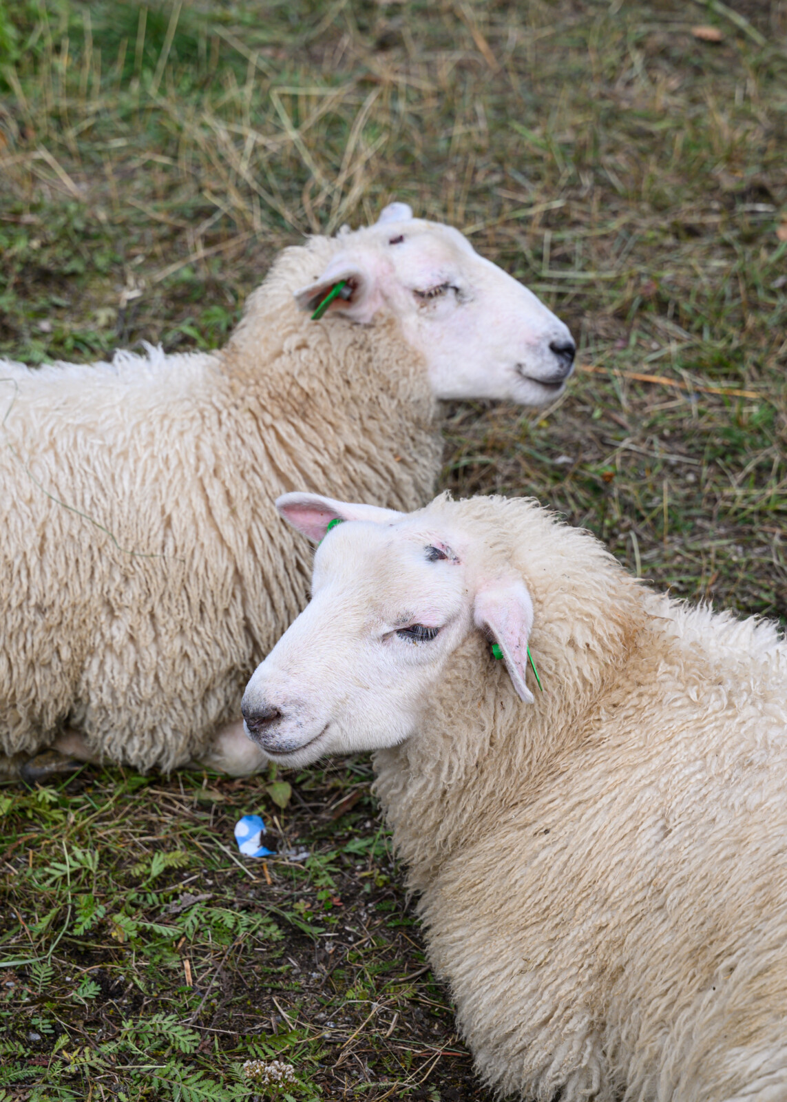 Omvisning Nortura og Norilia | Visit Gol